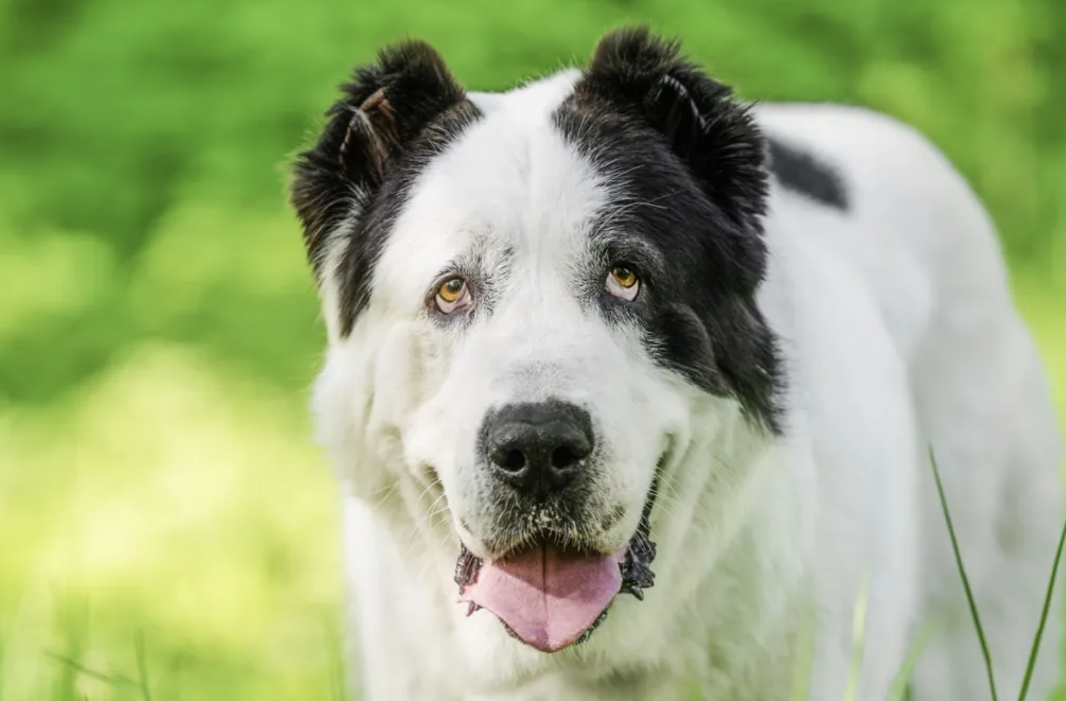 Why the Alabai Dog Deserves More Attention: Discover the Unique ...